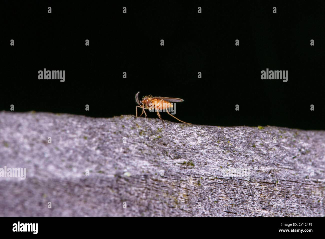 Gall midge hi-res stock photography and images - Alamy