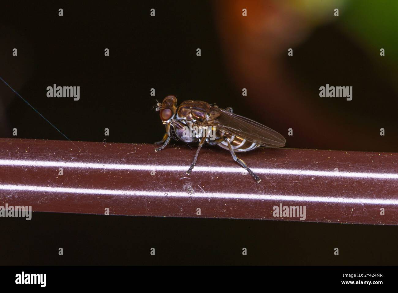 Krantinukė Family Ephydridae Genus Ochthera Shore fly Stock Photo - Alamy