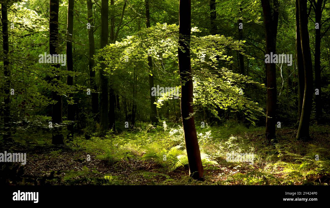 sunlit tree and beech woodland Stock Photo - Alamy