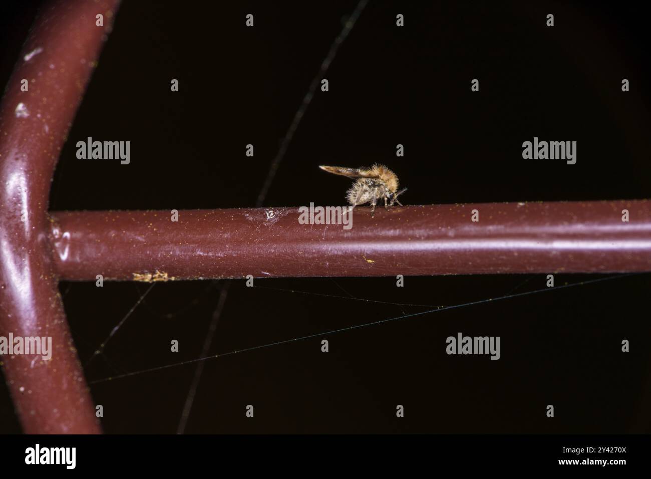 Kandinis uodelis Clogmia albipunctata Family Psychodidae Genus Clogmia ...