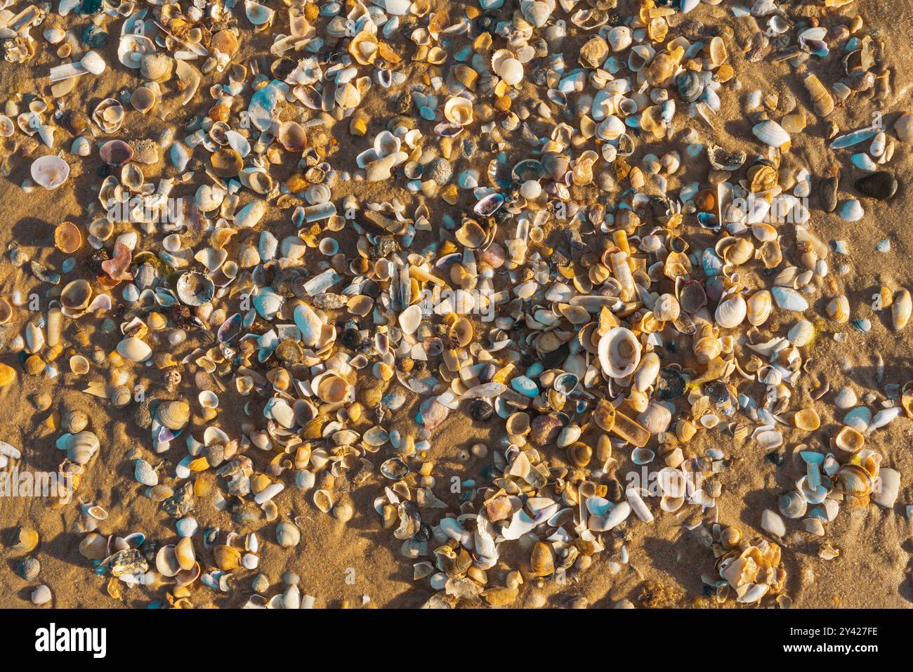 A collection of various shells adorns the beach sand Stock Photo - Alamy