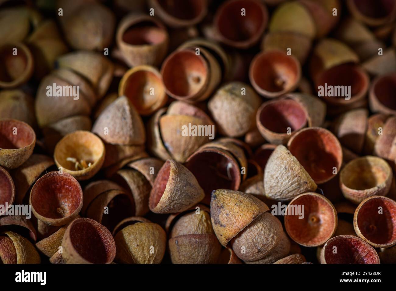 Eucalyptus seed pods abstract background , nature background 1 Stock ...