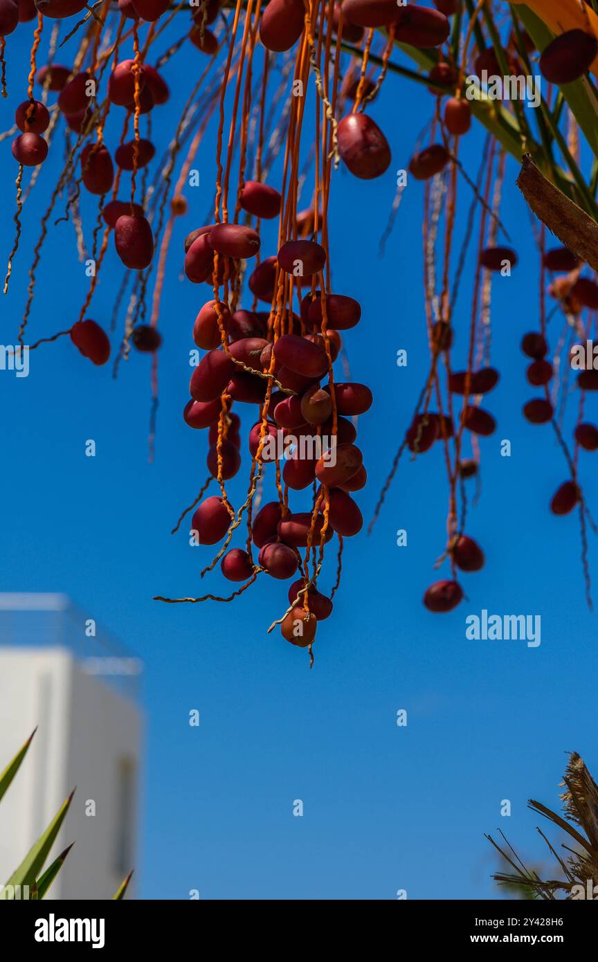Ripe dates (date fruit) ready to be collected Stock Photo - Alamy