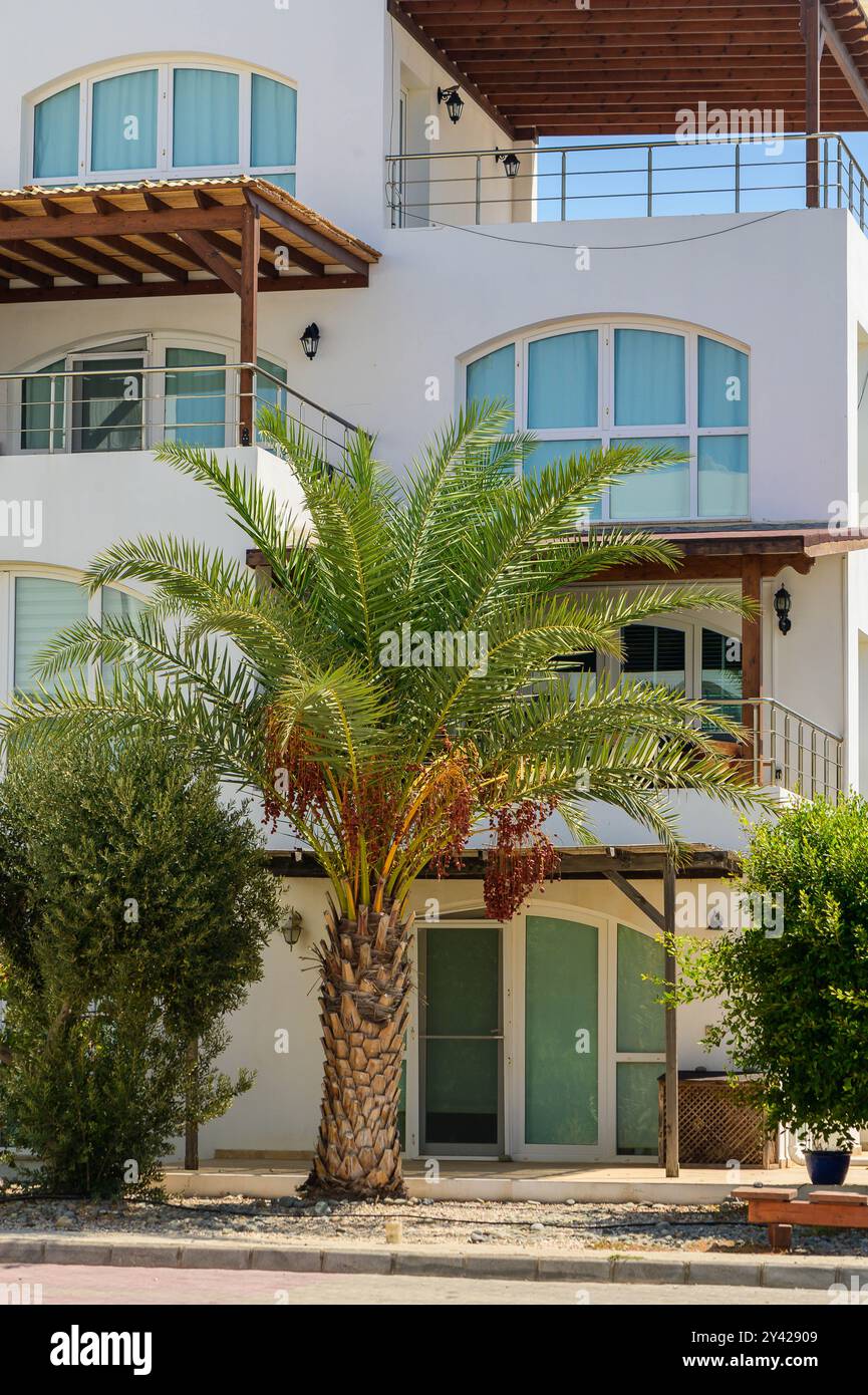 .date palm near white villa Stock Photo - Alamy