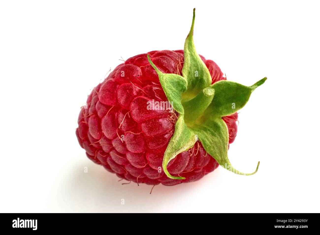 red bright juicy raspberry berry with green stalk isolated on white ...