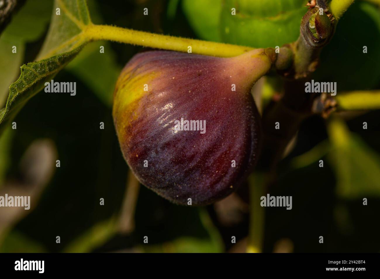 Ripe purple figs hanging hi-res stock photography and images - Alamy