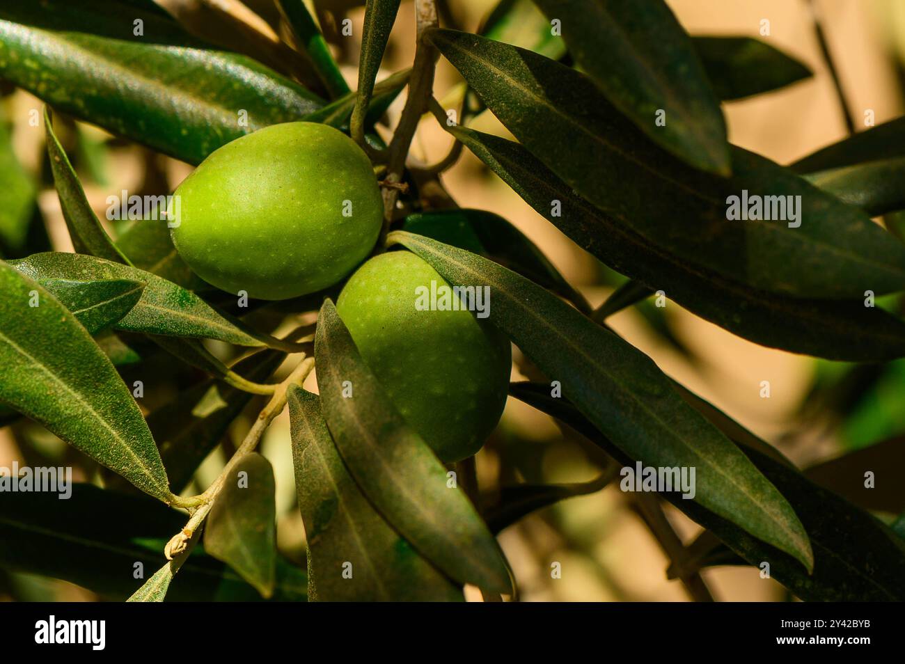 From olives on branches olive hi-res stock photography and images - Alamy