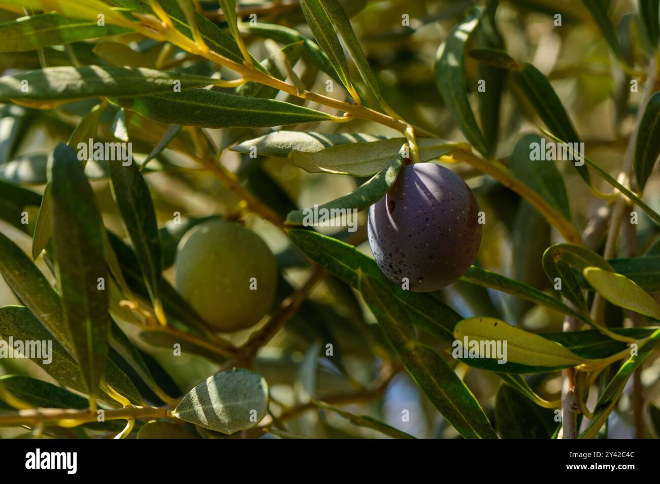 Branch of an olive tree in autumn with olives in ripeness Stock Photo ...