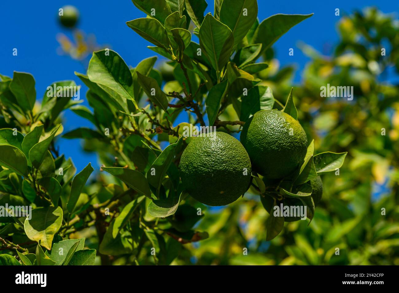 Little unripe orange fruit hi-res stock photography and images - Alamy
