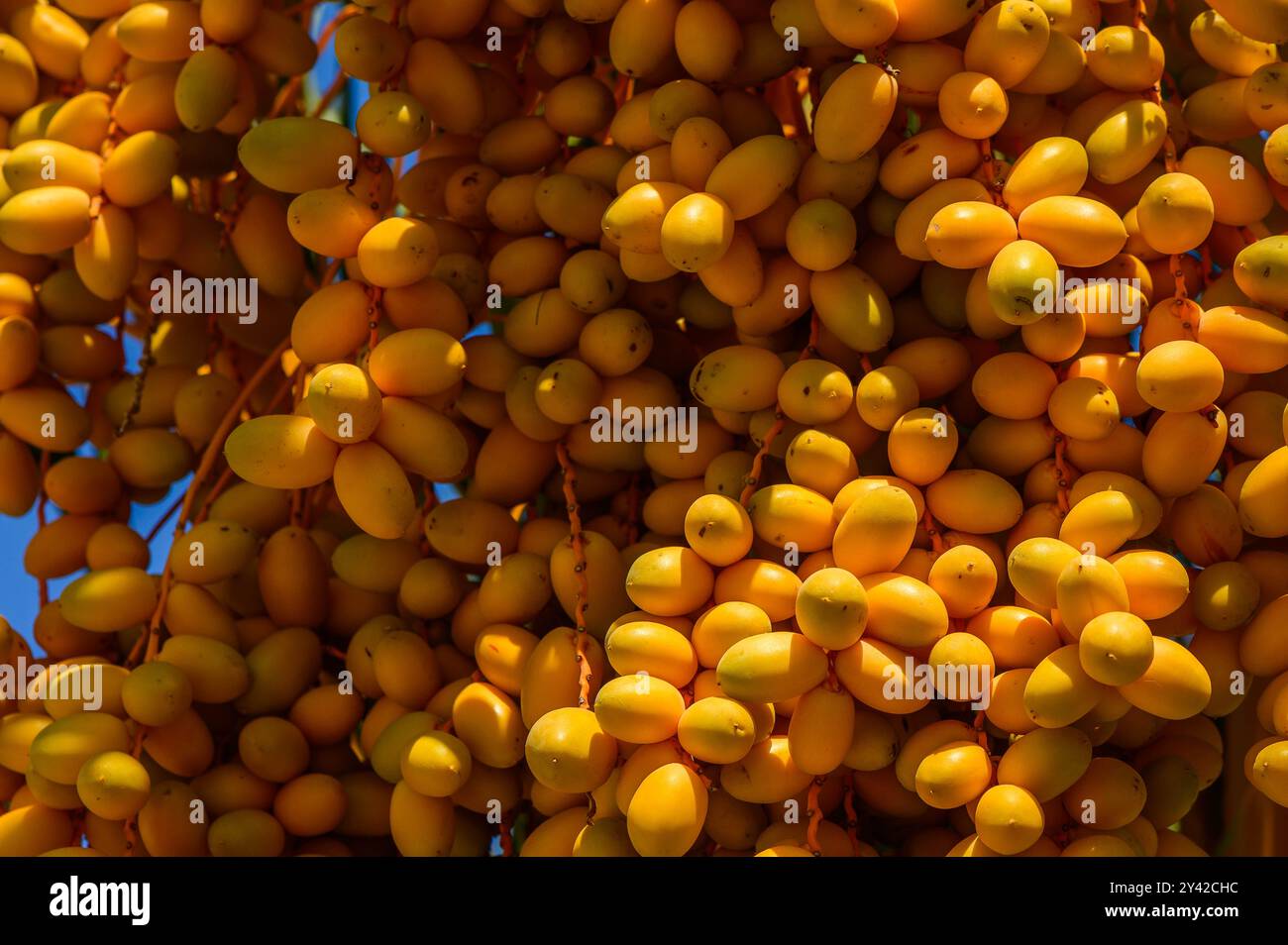 Date Palm tree or Phoenix dactylifera tree with date plam fruit Stock ...