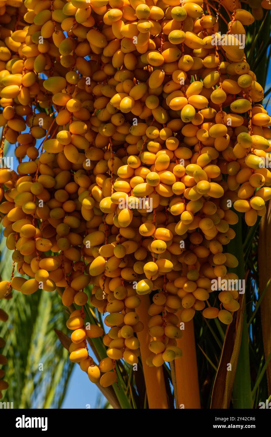 Date bunches hi-res stock photography and images - Alamy