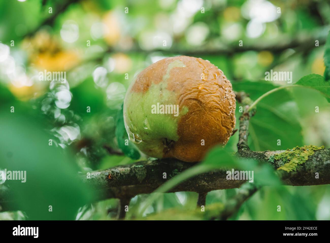 Apple tree diseases. rotten apple from a branch.Garden and Plant Health ...