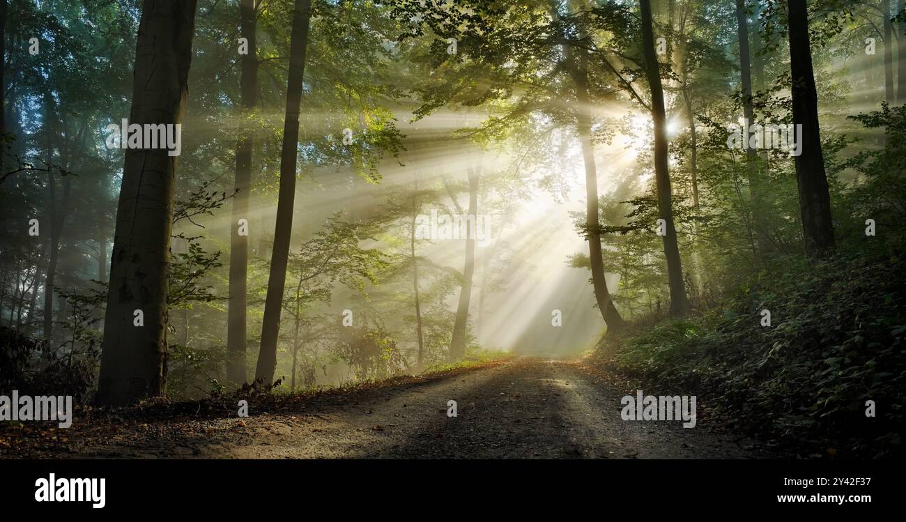 Painterly dreamland in a foggy forest with sun rays falling unto a path ...
