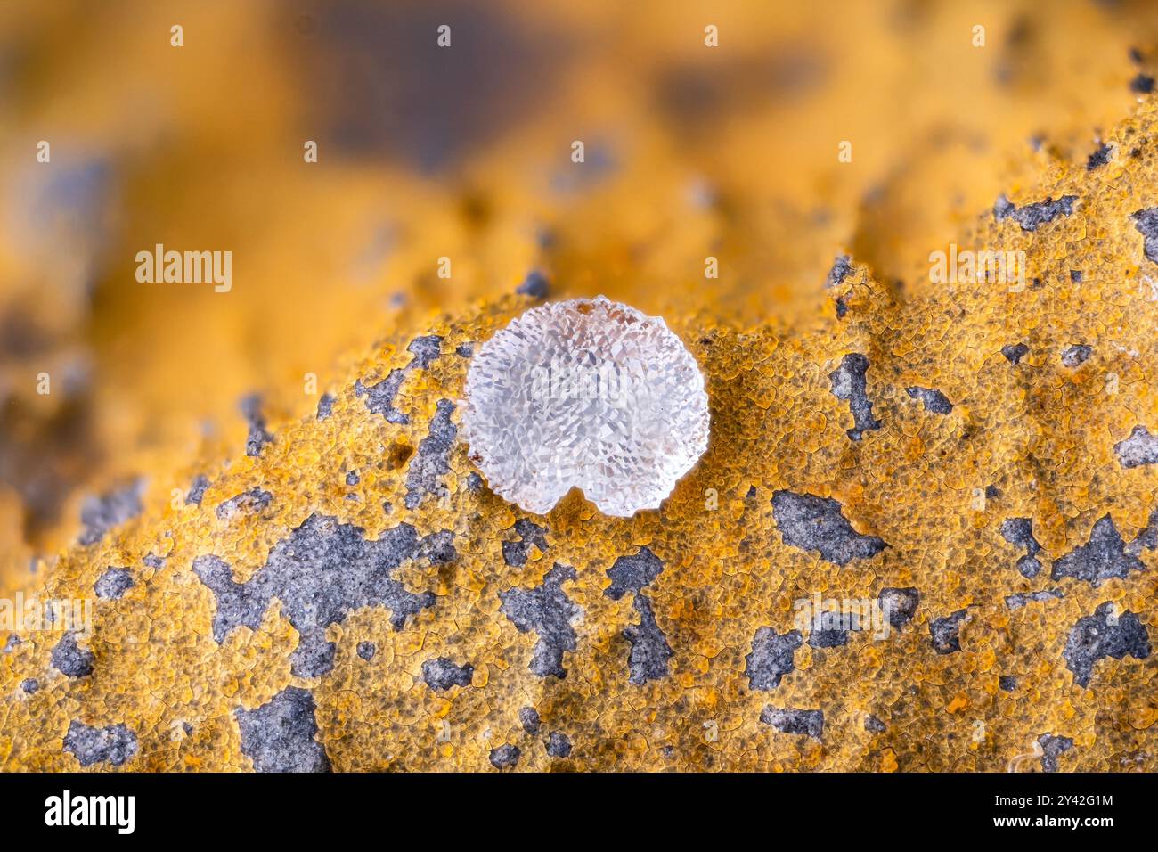 White Phillipsite balls cluster. Specimen from St-Jean-Le-Centenier ...