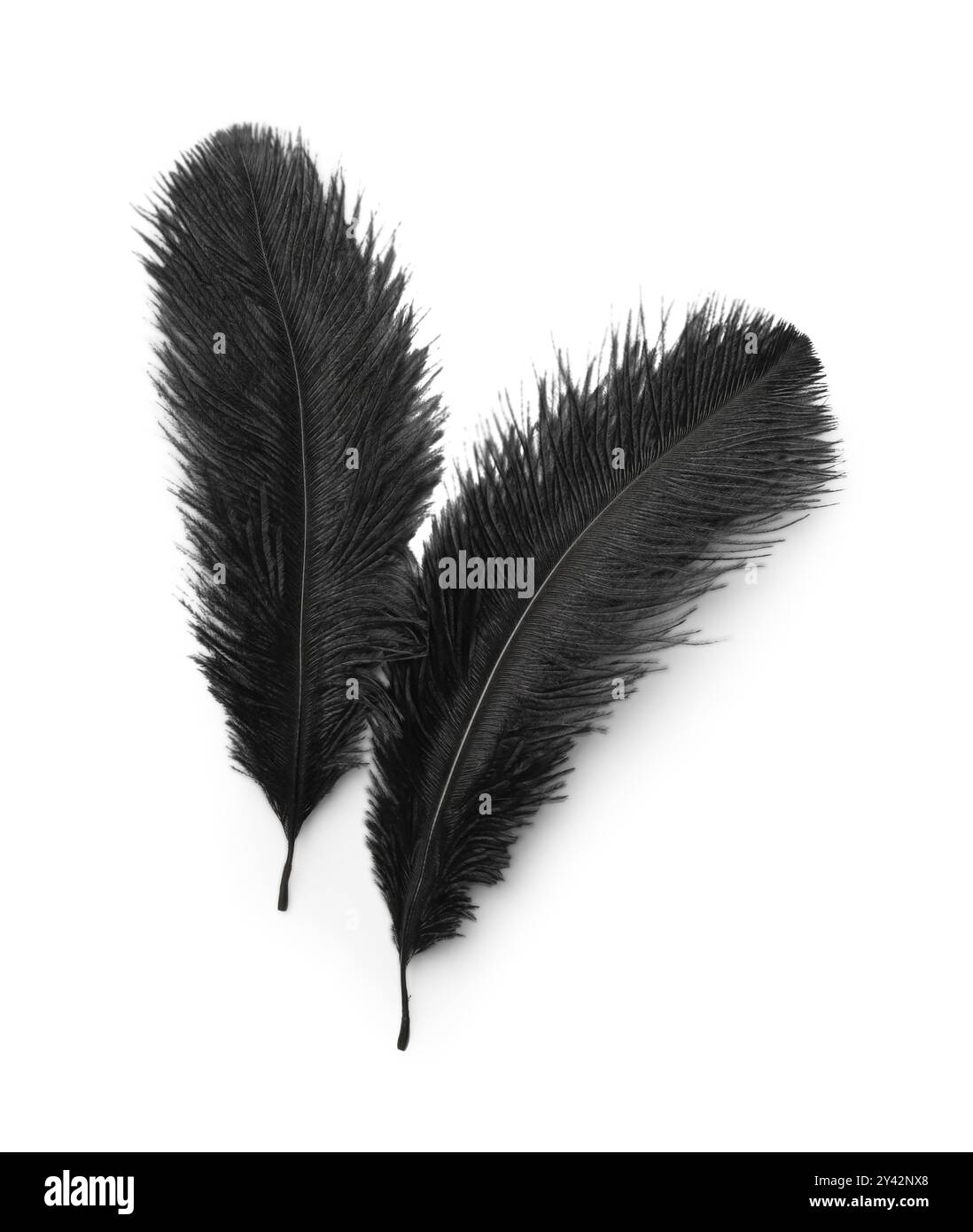 Black fluffy swan feathers Cut Out Stock Images & Pictures - Alamy