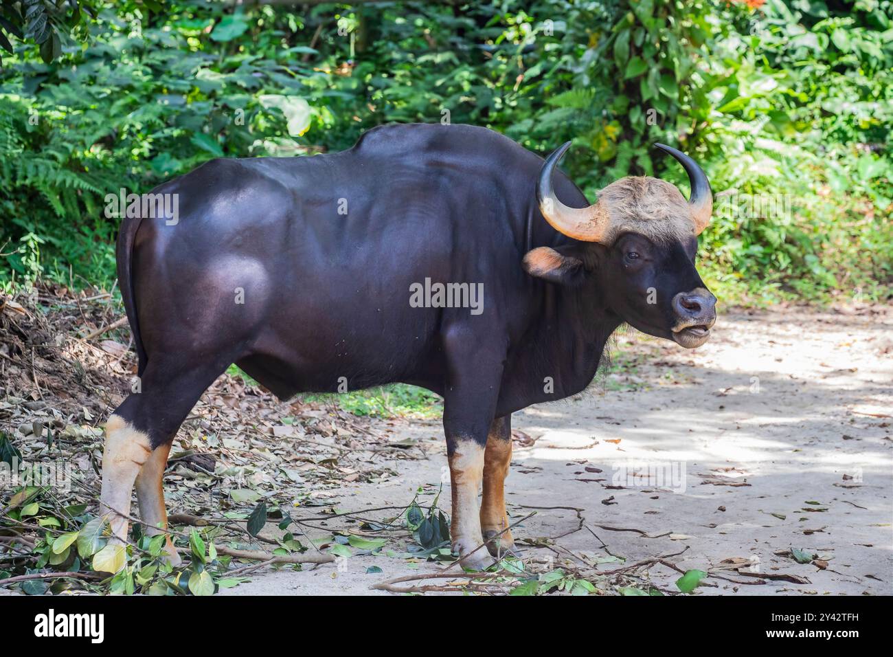 The closeup image of Malayan Gaur (Bos gaurus hubbacki). It is one of ...