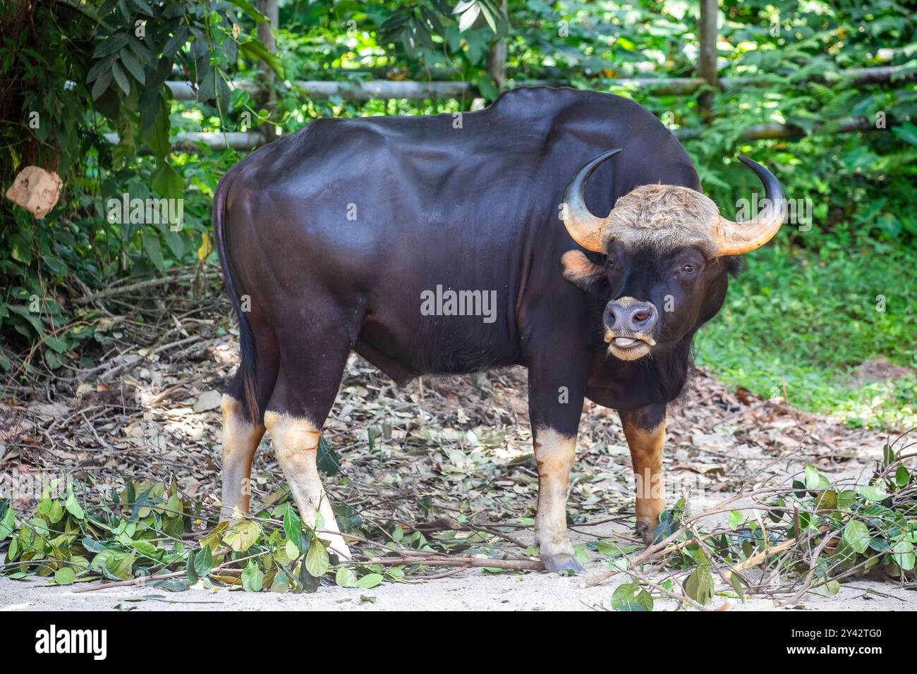 The closeup image of Malayan Gaur (Bos gaurus hubbacki). It is one of ...