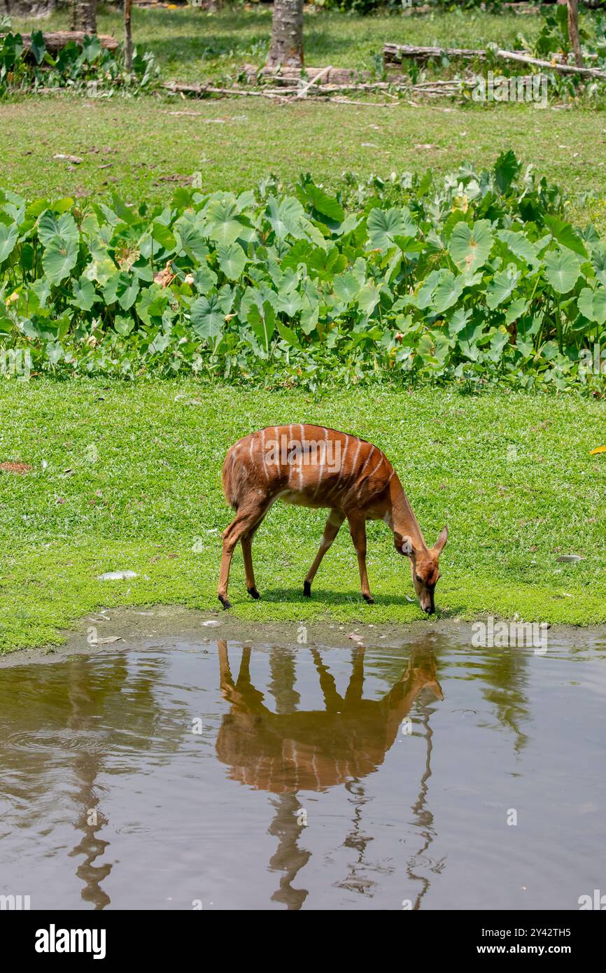 The female Nyala (Tragelaphus angasii) is a spiral-horned artiodactyl ...