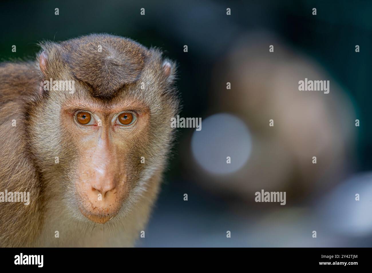The wild southern pig-tailed macaque (Macaca nemestrina) in Taiping Zoo ...