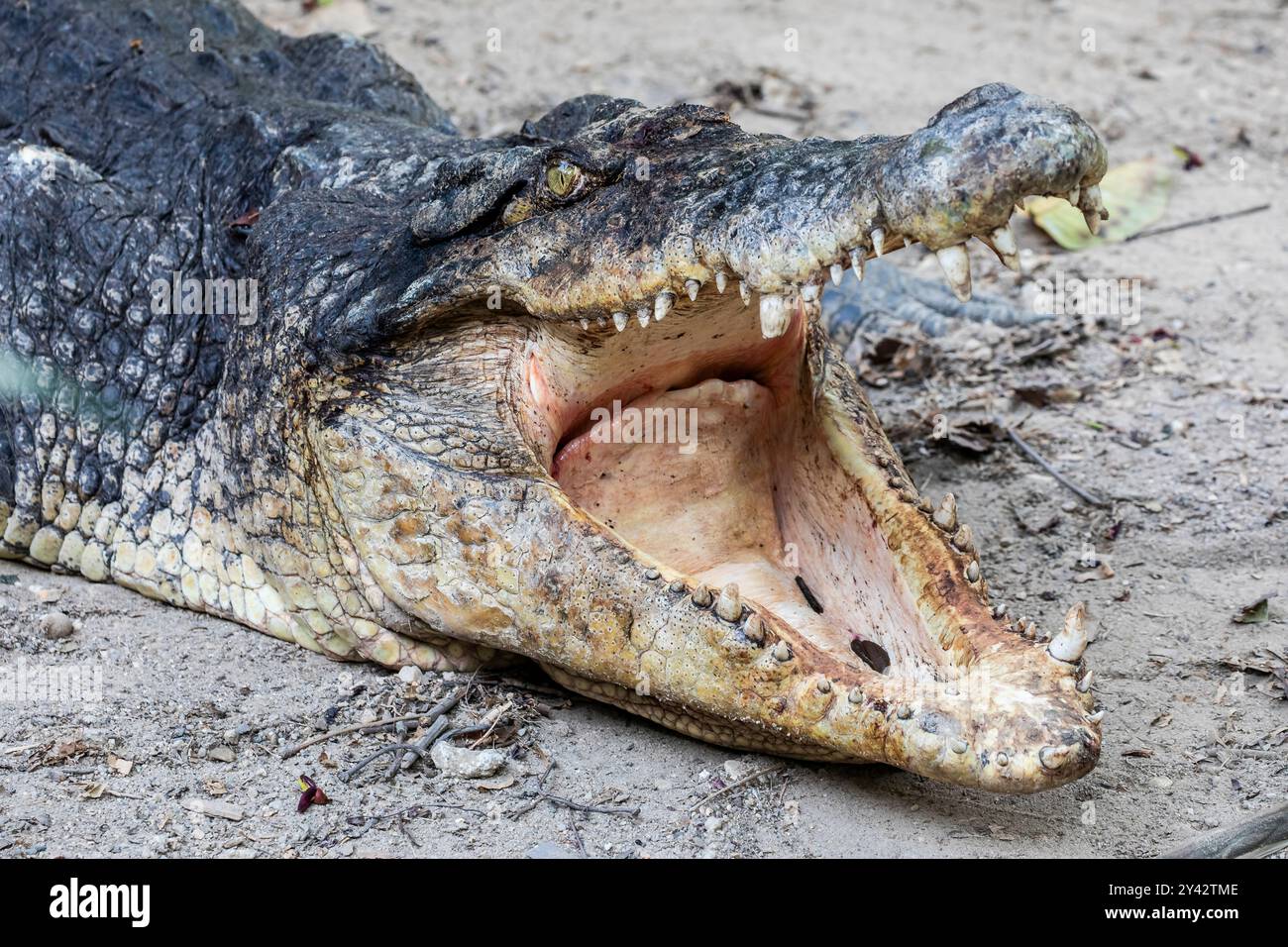 The saltwater crocodile (Crocodylus porosus) is a crocodilian native to ...