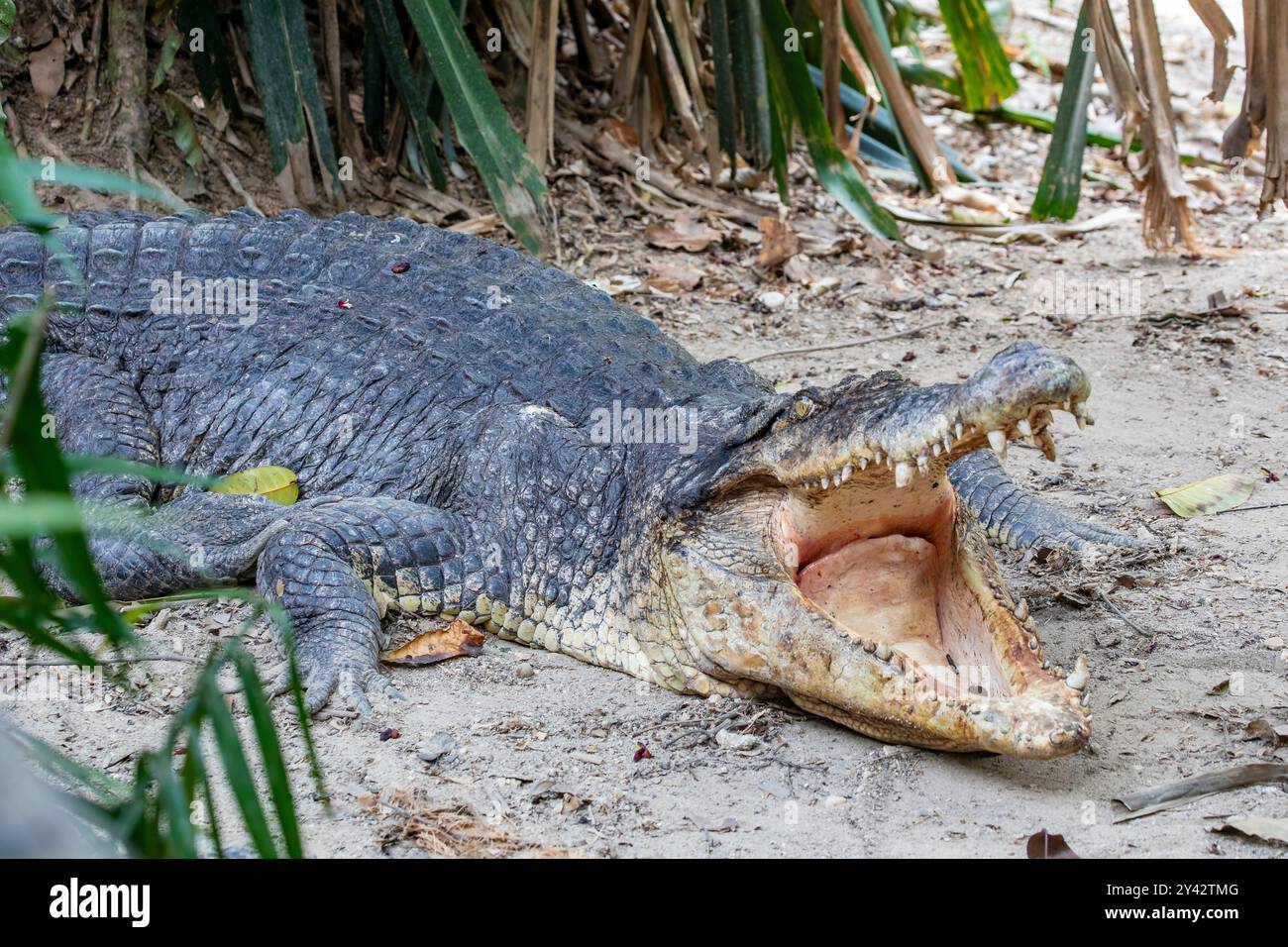 The saltwater crocodile (Crocodylus porosus) is a crocodilian native to ...