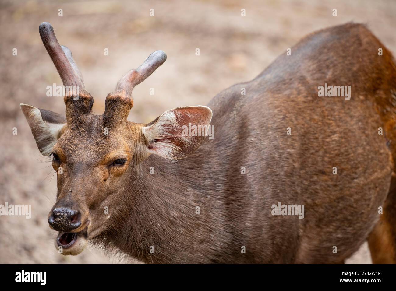 The sambar (Rusa unicolor) is a large deer native to the Indian ...