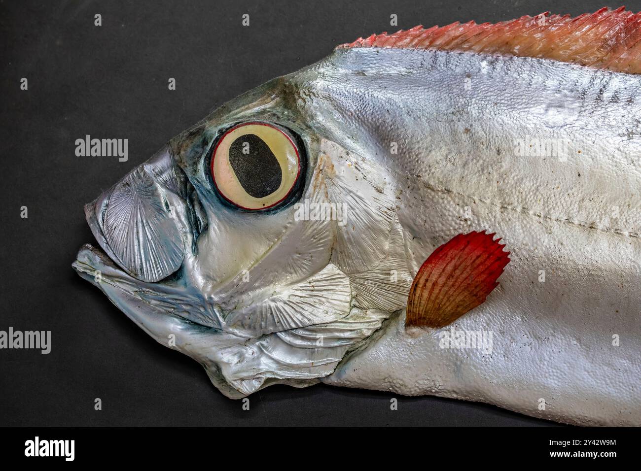 Trachipterus ishikawae hi-res stock photography and images - Alamy