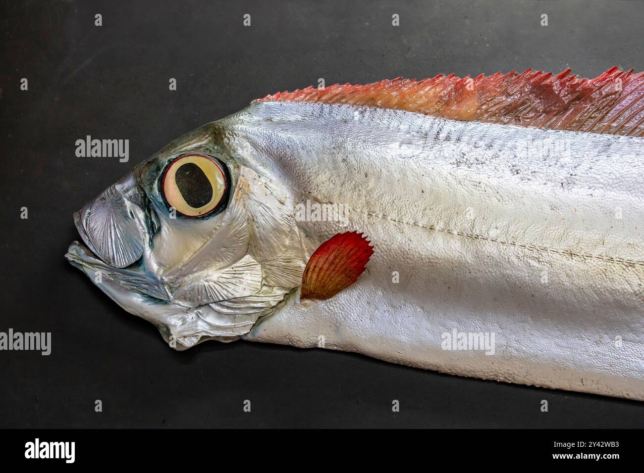 Oarfish hi-res stock photography and images - Alamy