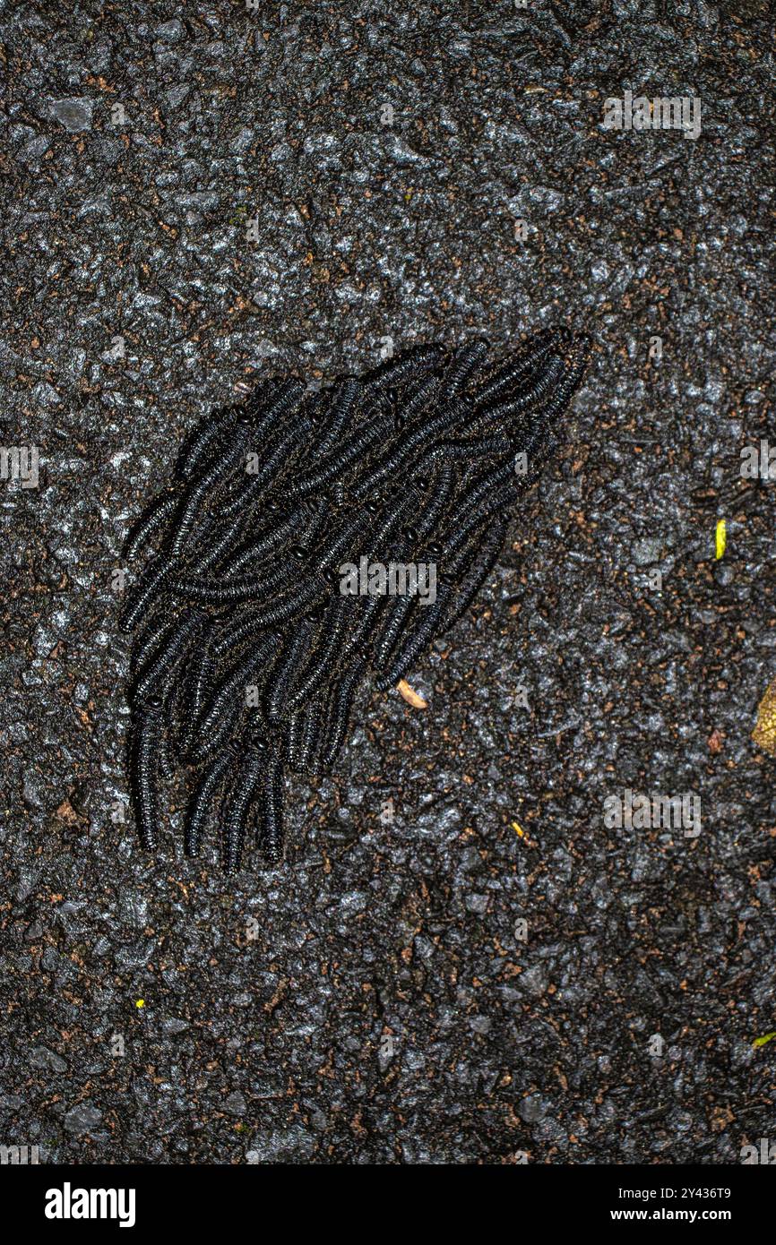 Larvae of pergid sawflies - Perreyia lepida on the asphalt texture ...