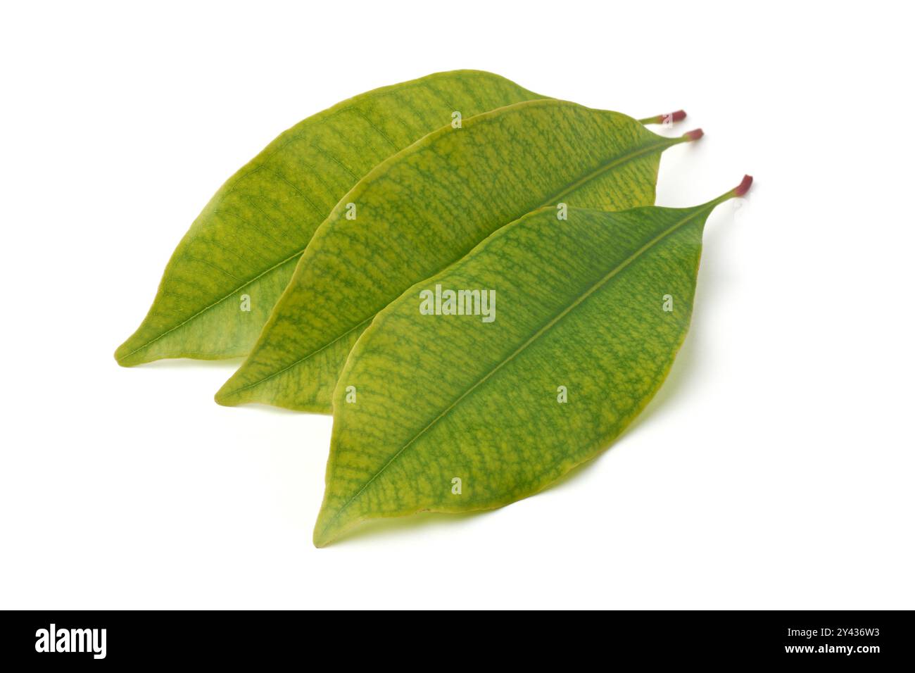 clove plant leaves isolated white background, green color fragrant and ...