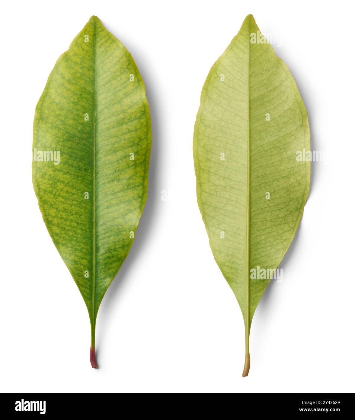 clove plant leaves isolated white background, green color fragrant and ...