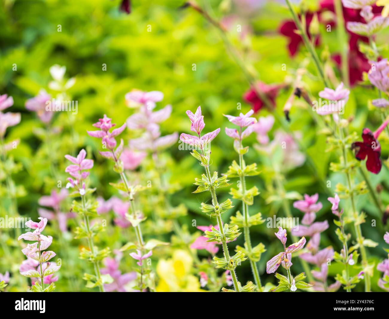 Salvia pink flowers with green leaves Blossom, medicinal plant in ...