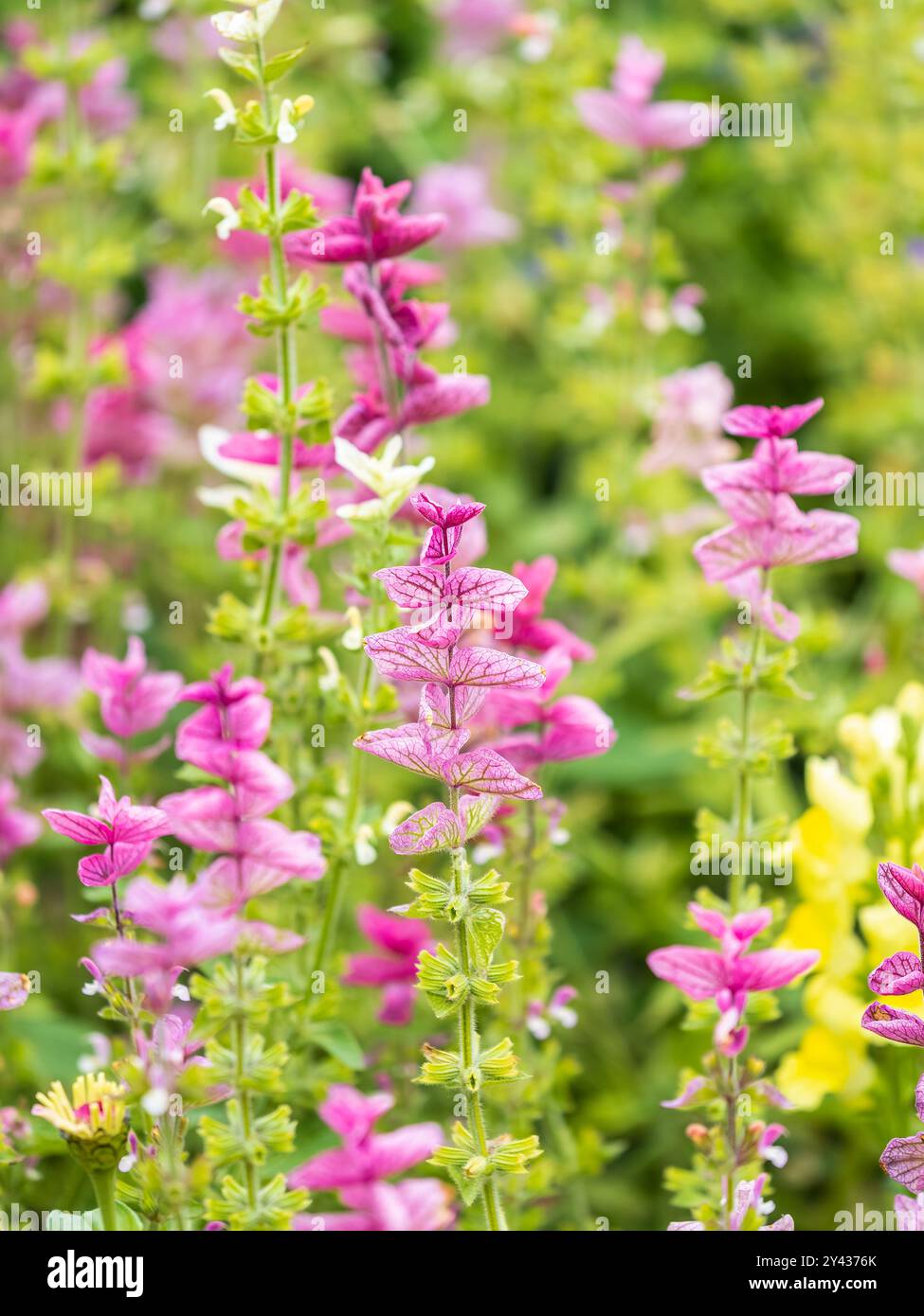 Salvia pink flowers with green leaves Blossom, medicinal plant in ...