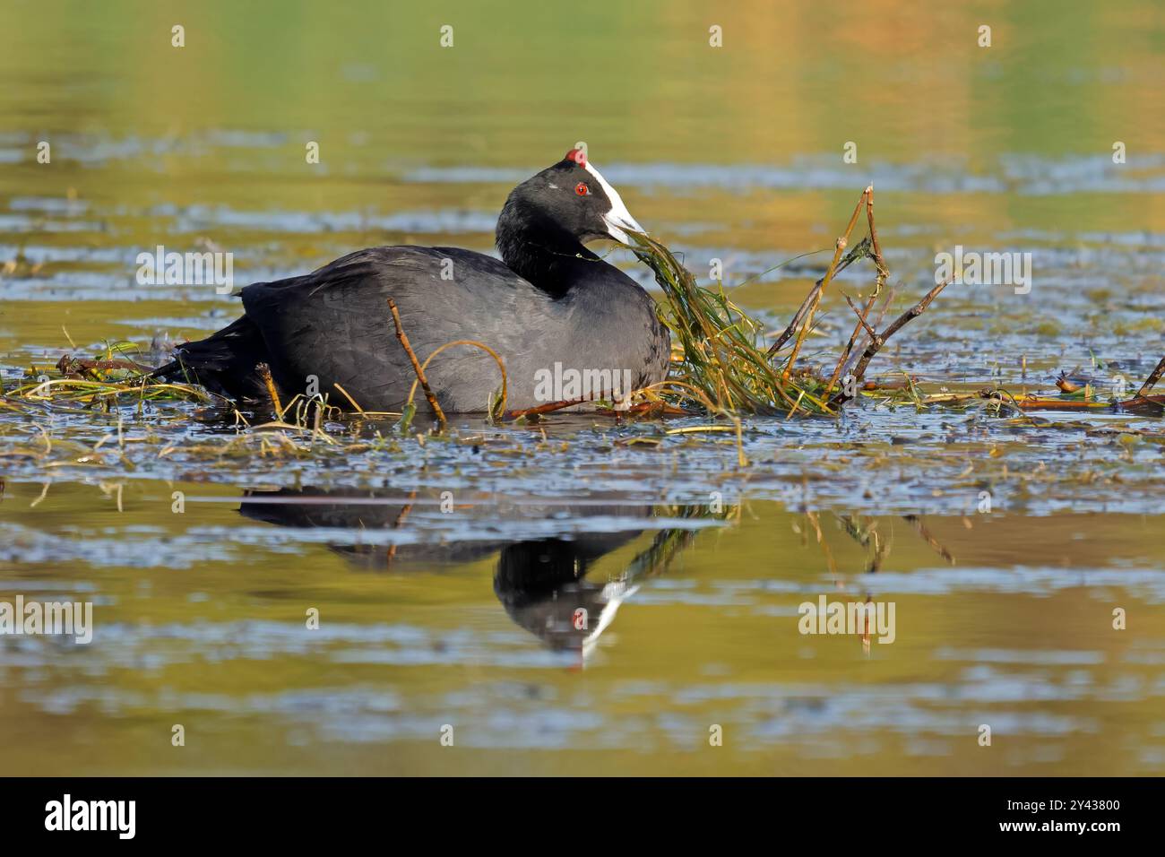 A red-knobbed coot (Fulica cristata) swimming in a pond, South Africa ...