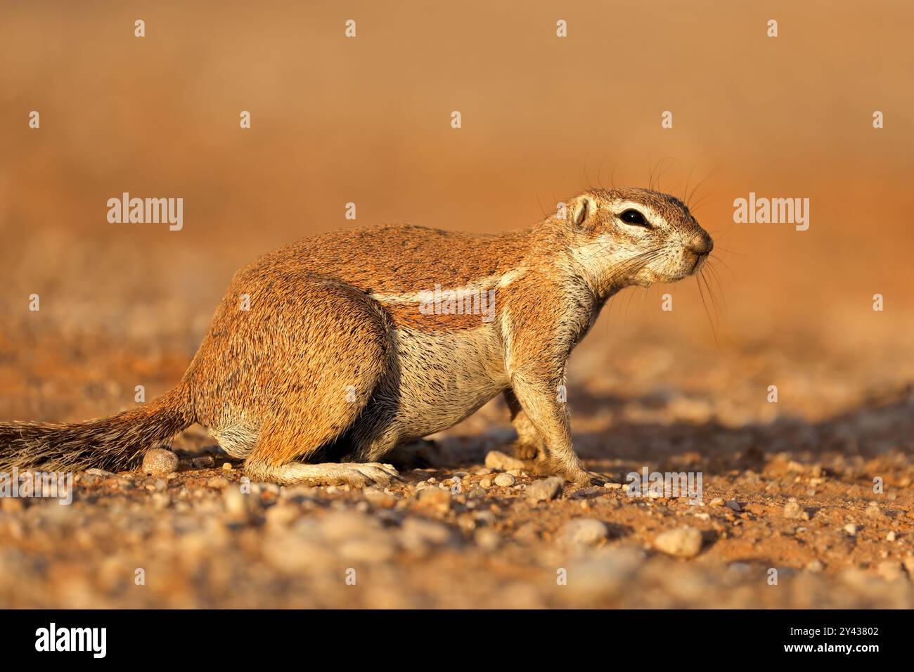 An alert ground squirrel (Xerus inaurus), Kalahari desert, South Africa ...