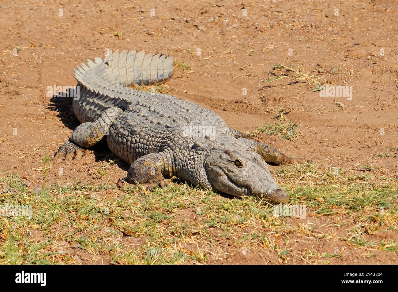 A large Nile crocodile (Crocodylus niloticus) basking in natural ...