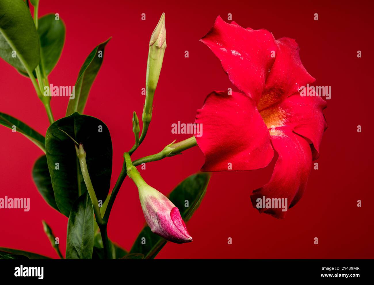 Beautiful Blooming Dipladenia red or mandevilla on a red background ...