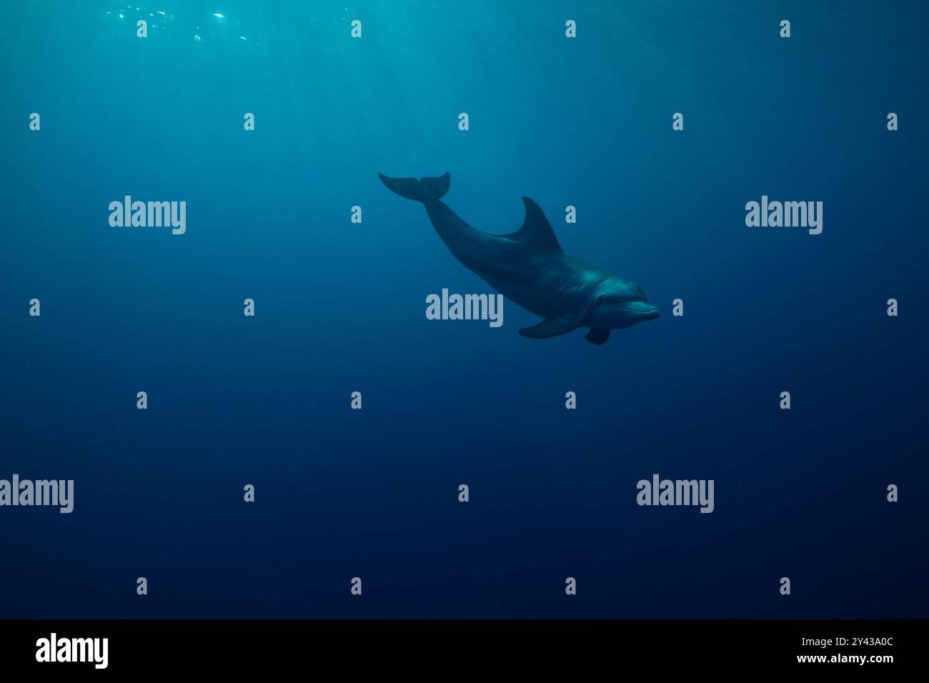 Dolphins gliding just beneath the ocean surface in soft blue light ...