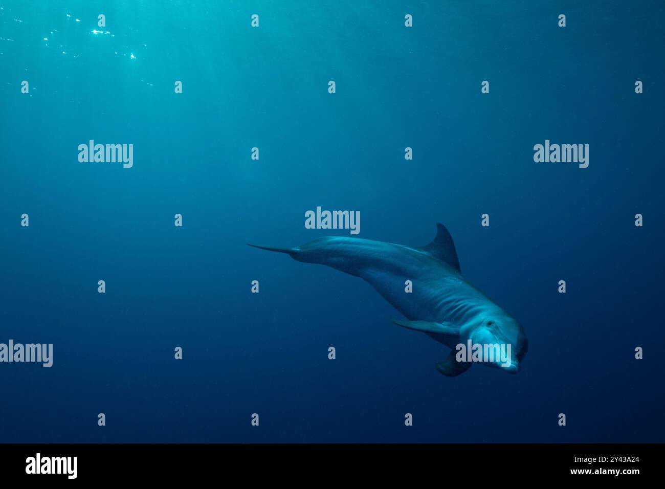 Dolphin gliding in clear waters hi-res stock photography and images - Alamy