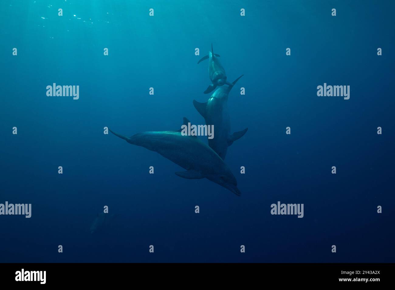 Dolphins gliding just beneath the ocean surface in soft blue light ...