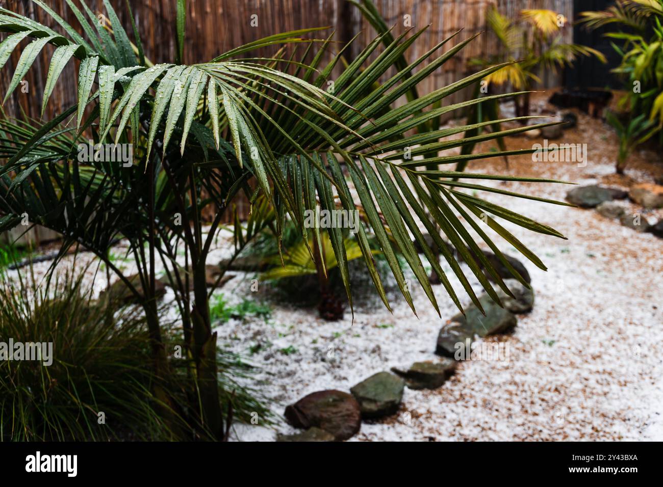 Australian backyard covered in hail with lawn and tropical plants ...