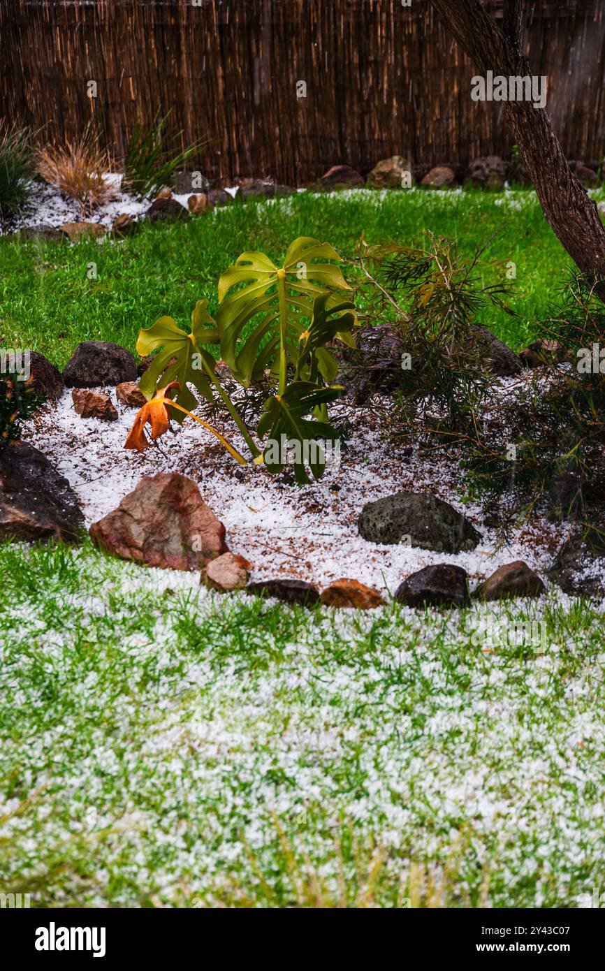 Australian backyard covered in hail with lawn and tropical plants ...