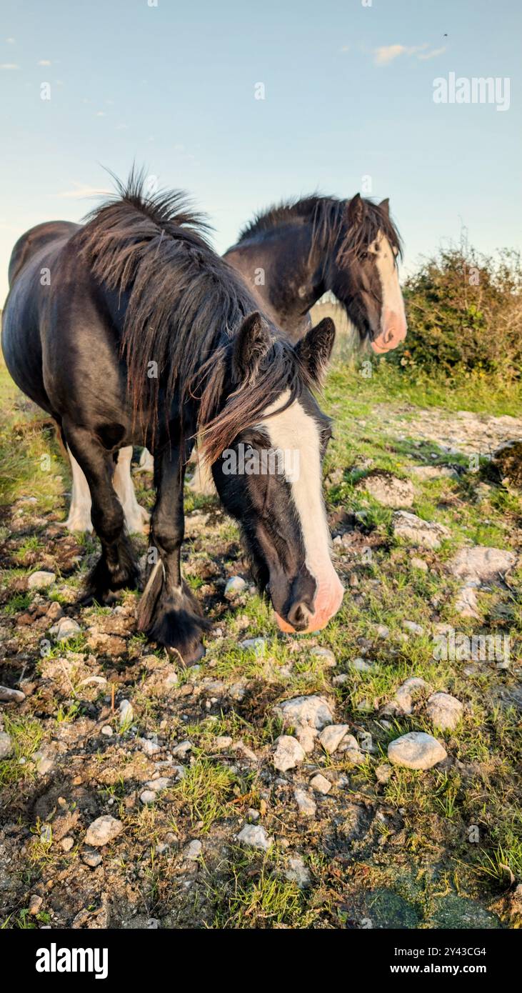 Beautiful black white horses on the lakeside field at sunset, wildlife ...