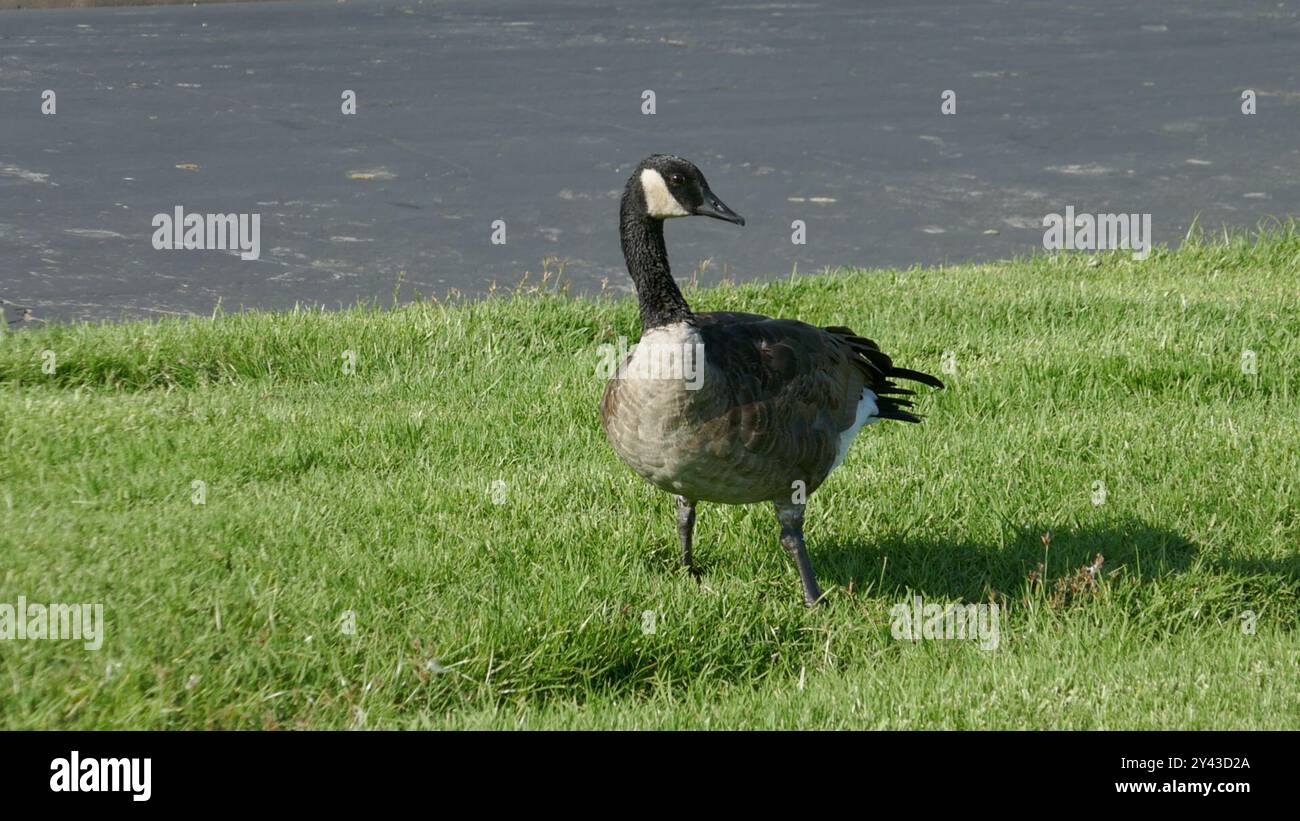Inglewood, California, USA 14th September 2024 Canadian Goose at ...
