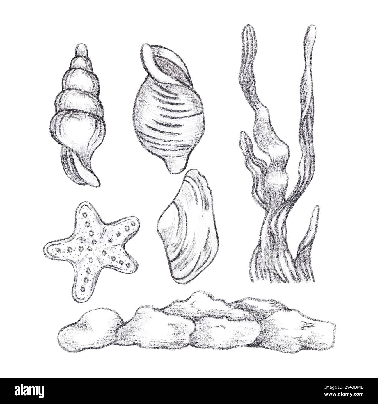 Hand drawn black pencil set of seashells and seaweed composition ...
