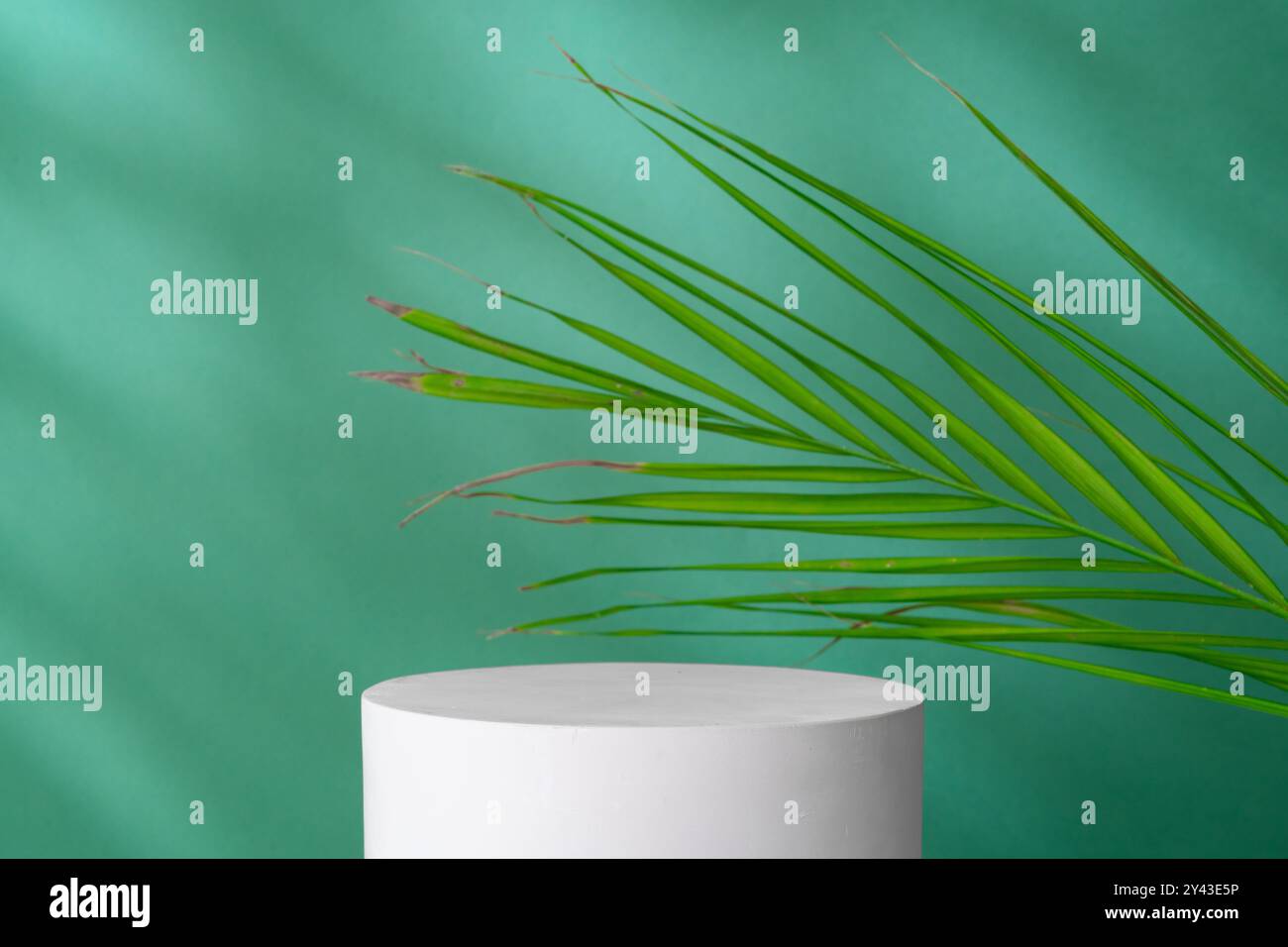 Minimalist display stand with green backdrop and foliage in a well-lit ...