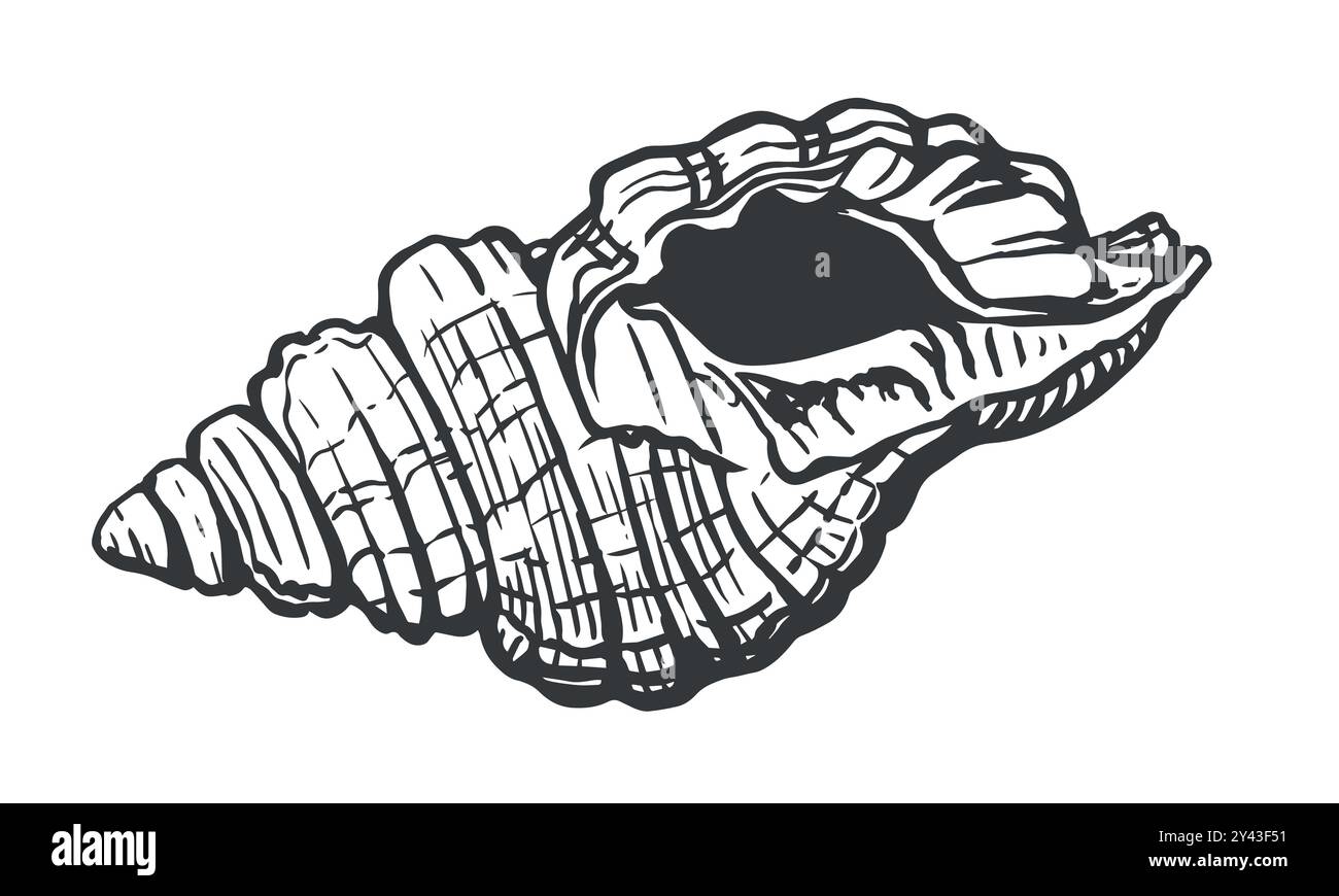 Spiral conch sea shell Stock Vector Image & Art - Alamy