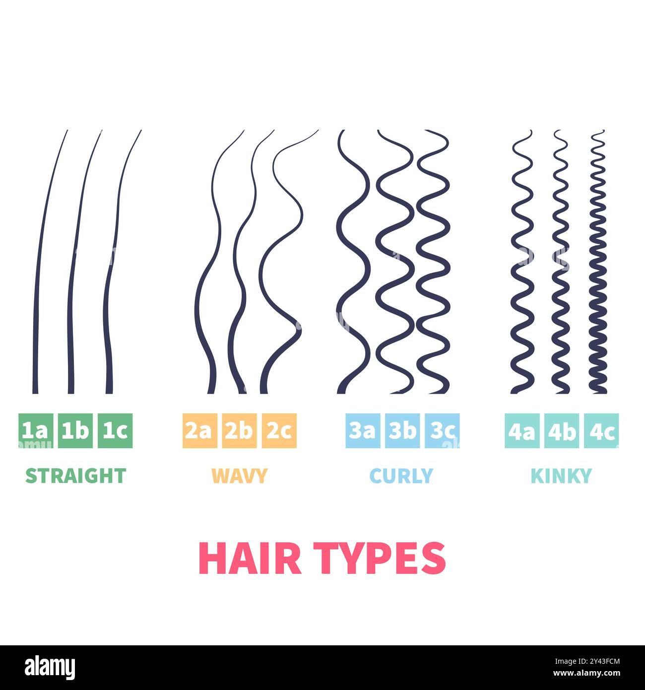 Detailed hair types chart set of strands growth patterns Stock Vector ... Detailed hair types chart set of strands growth patterns Stock Vector ...