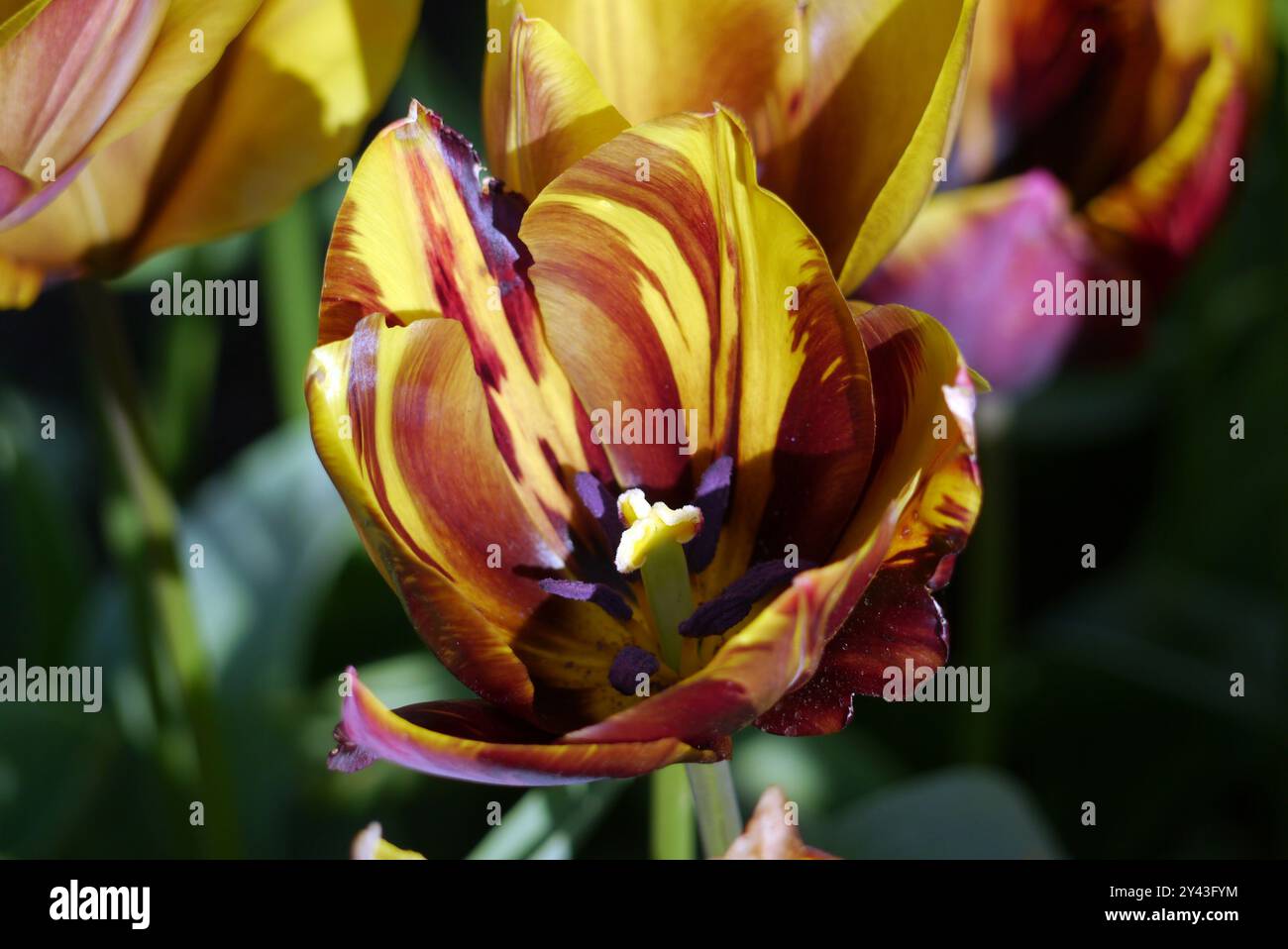 Tulipa absalon hi-res stock photography and images - Alamy