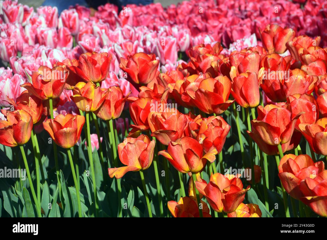 Pink, Orange & Red Flower Bed/Border of Tulips on Display by Grass ...